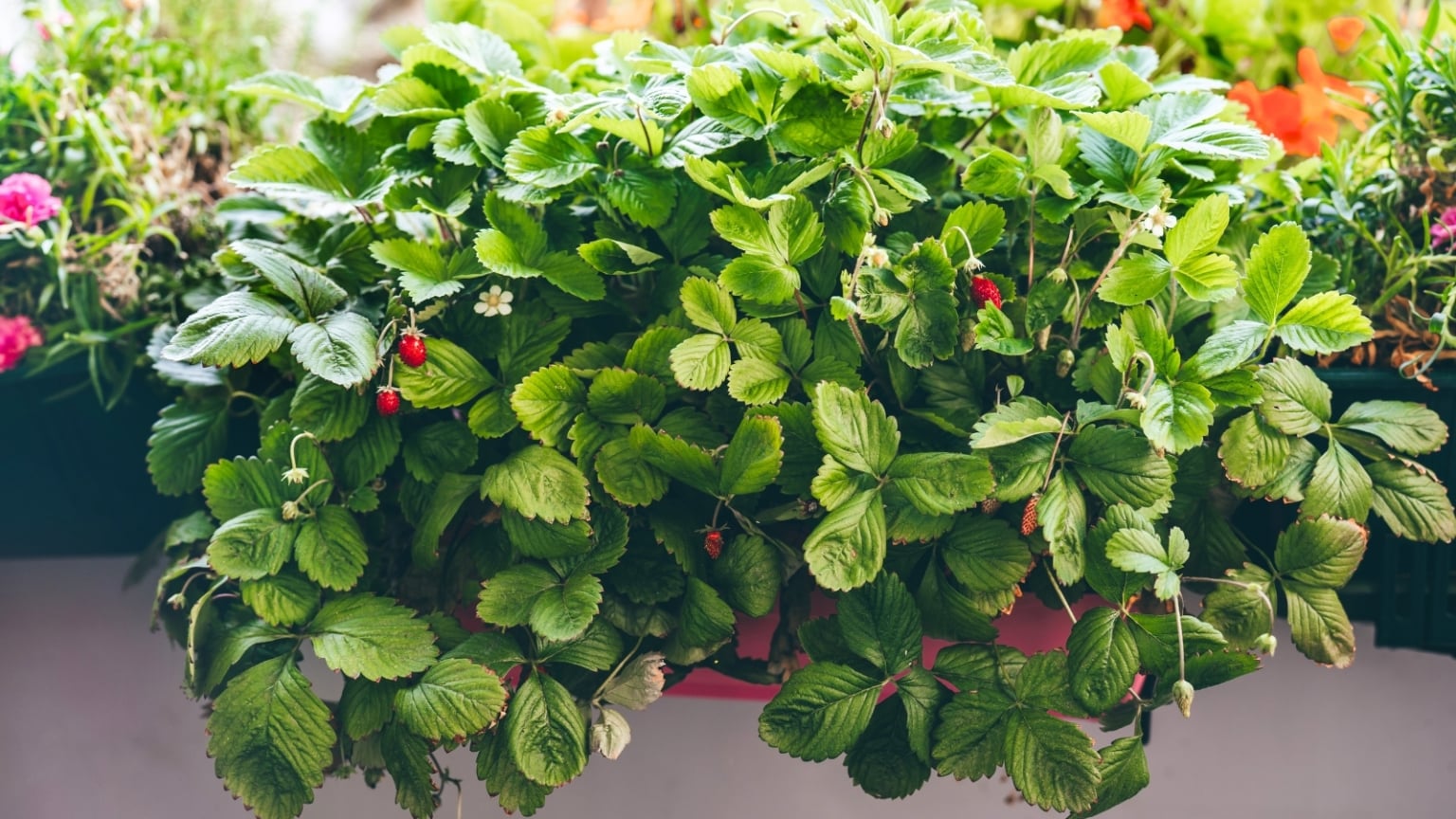 9 Vegetable Combinations That Grow Well Together in Containers
