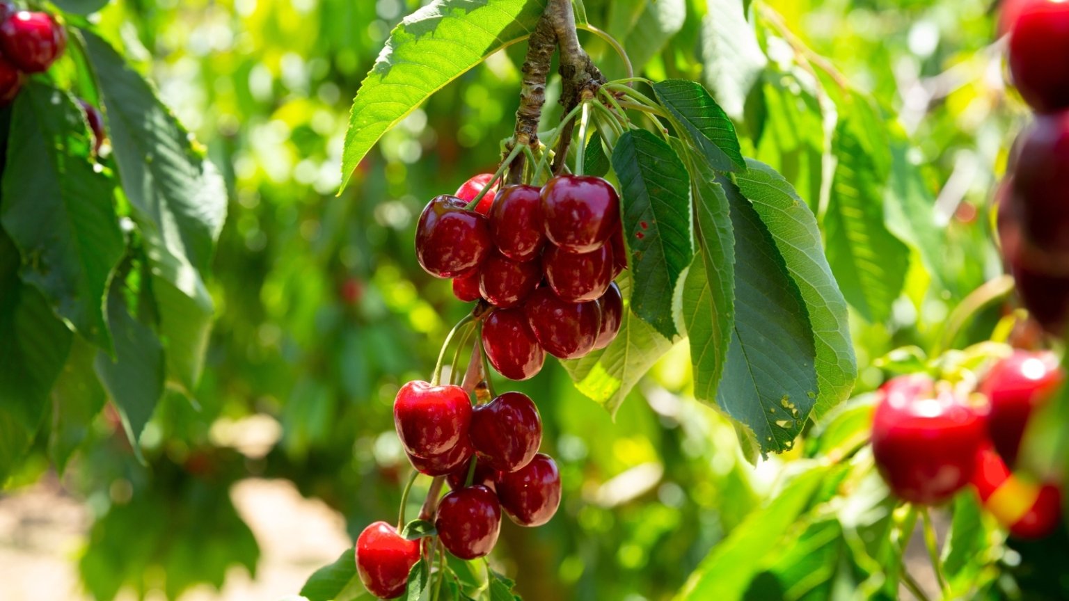 9 Most Delicious Cherry Varieties to Grow for Fresh Eating