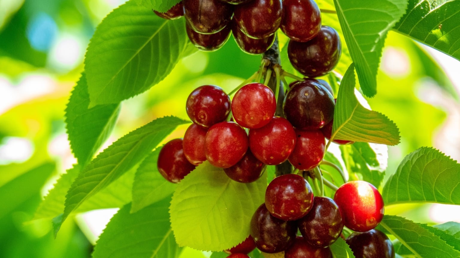 9 Most Delicious Cherry Varieties to Grow for Fresh Eating