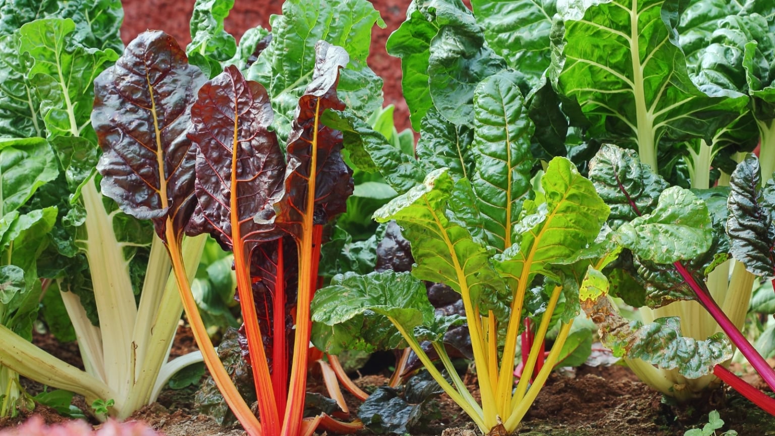 9 Spinach Alternatives That Won't Bolt in the Heat