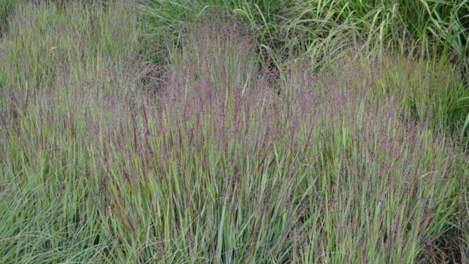 15 Colorful Ornamental Grasses That Look Good All Season