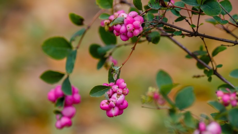 19 Best Pollinator Plants for Shade