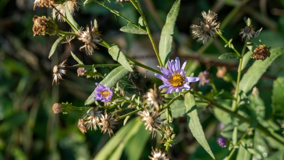 21 Native Plants for Pollinators in Northwest Gardens