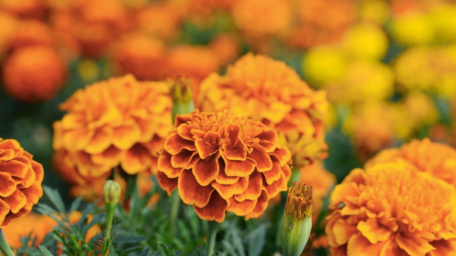 11 Plants Native to Mexico to Grow for Cinco de Mayo
