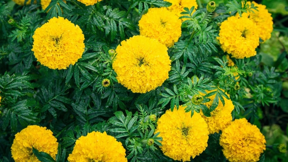 30 Types Of Marigolds You Should Be Growing