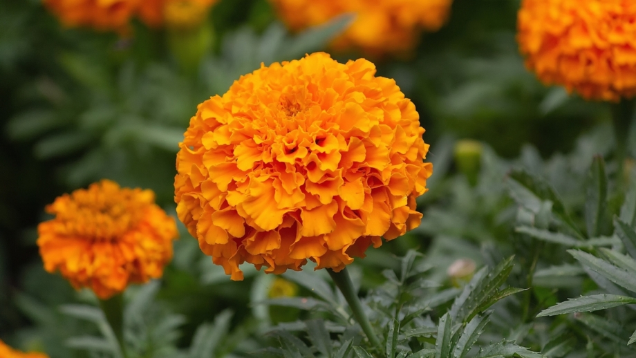 11 Focal Point Cutting Garden Flowers We're Planting in April
