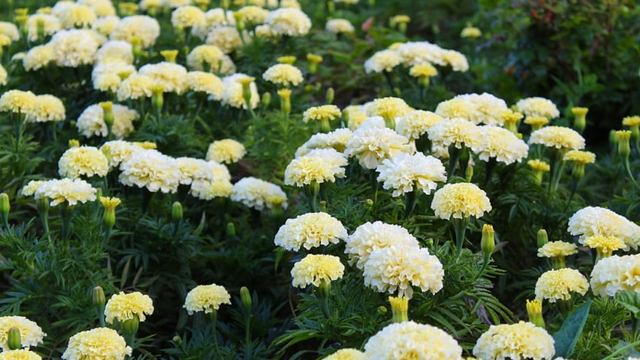 30 Types Of Marigolds You Should Be Growing