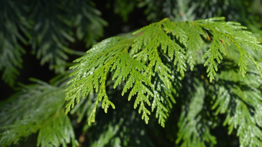 17 US-Native Trees to Plant for Arbor Day