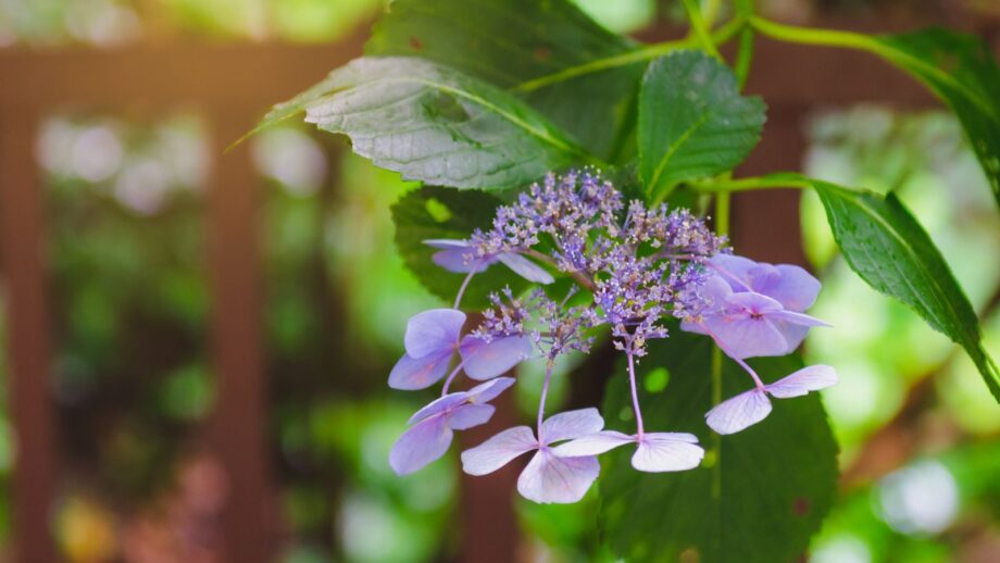 9 Varieties of Cold-Hardy Mountain Hydrangeas for Your Landscape