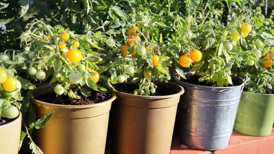 Our 19 Favorite Edible Plants to Grow in Pots and Containers