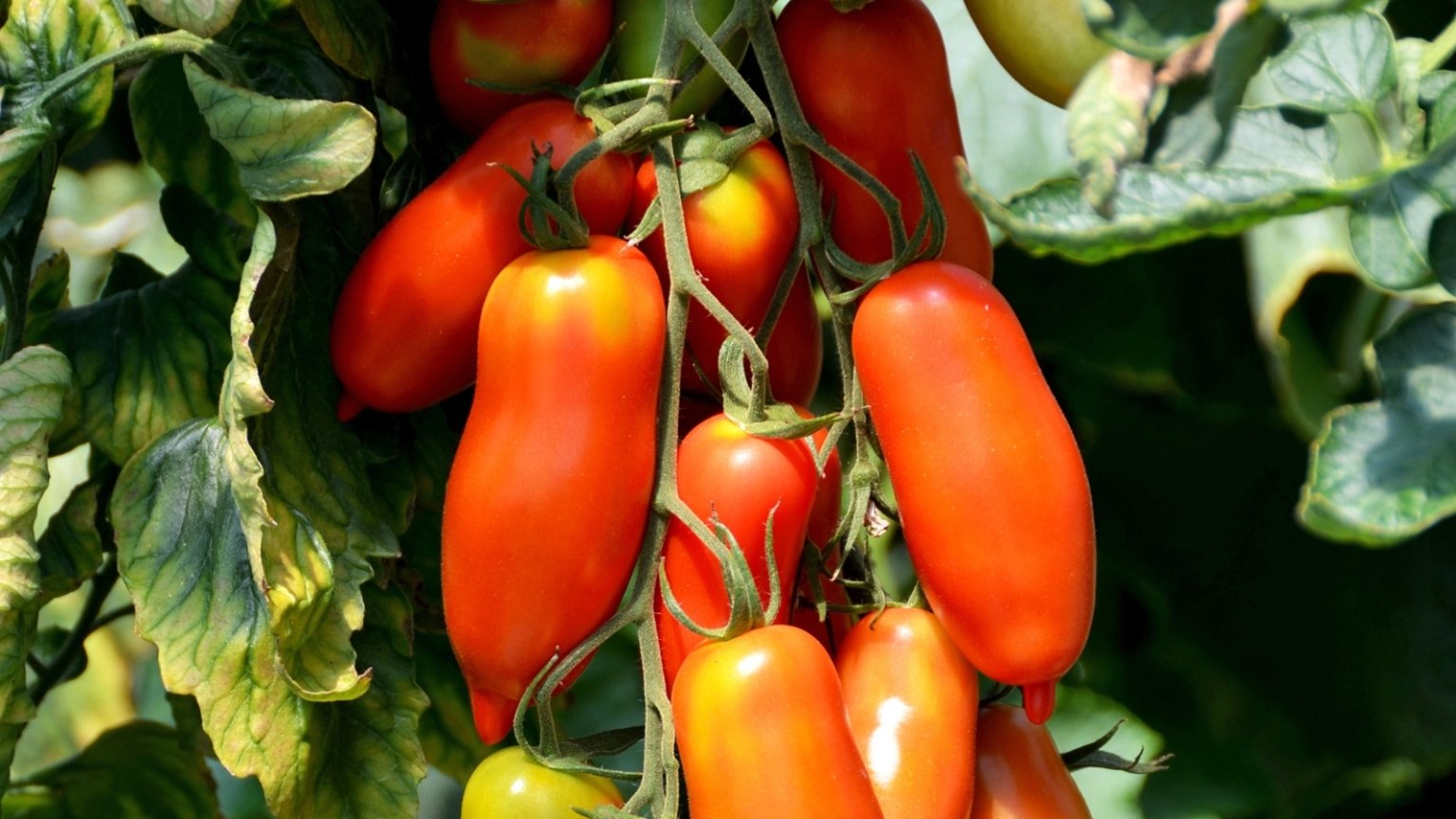 13 Best Tomato Varieties For Making Salsa