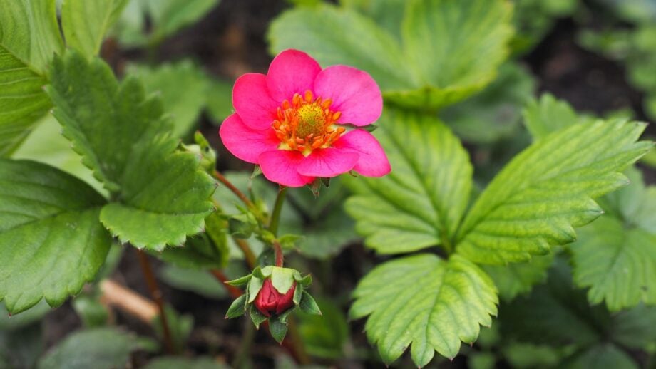 7 Strawberry Varieties With Charming Pink Flowers