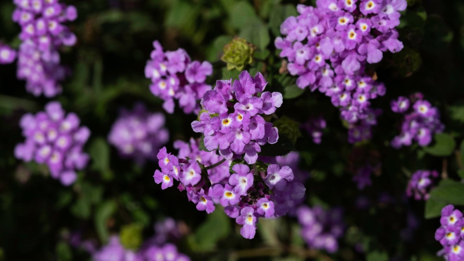 13 Best Easy Beginner Flowers for Hanging Baskets