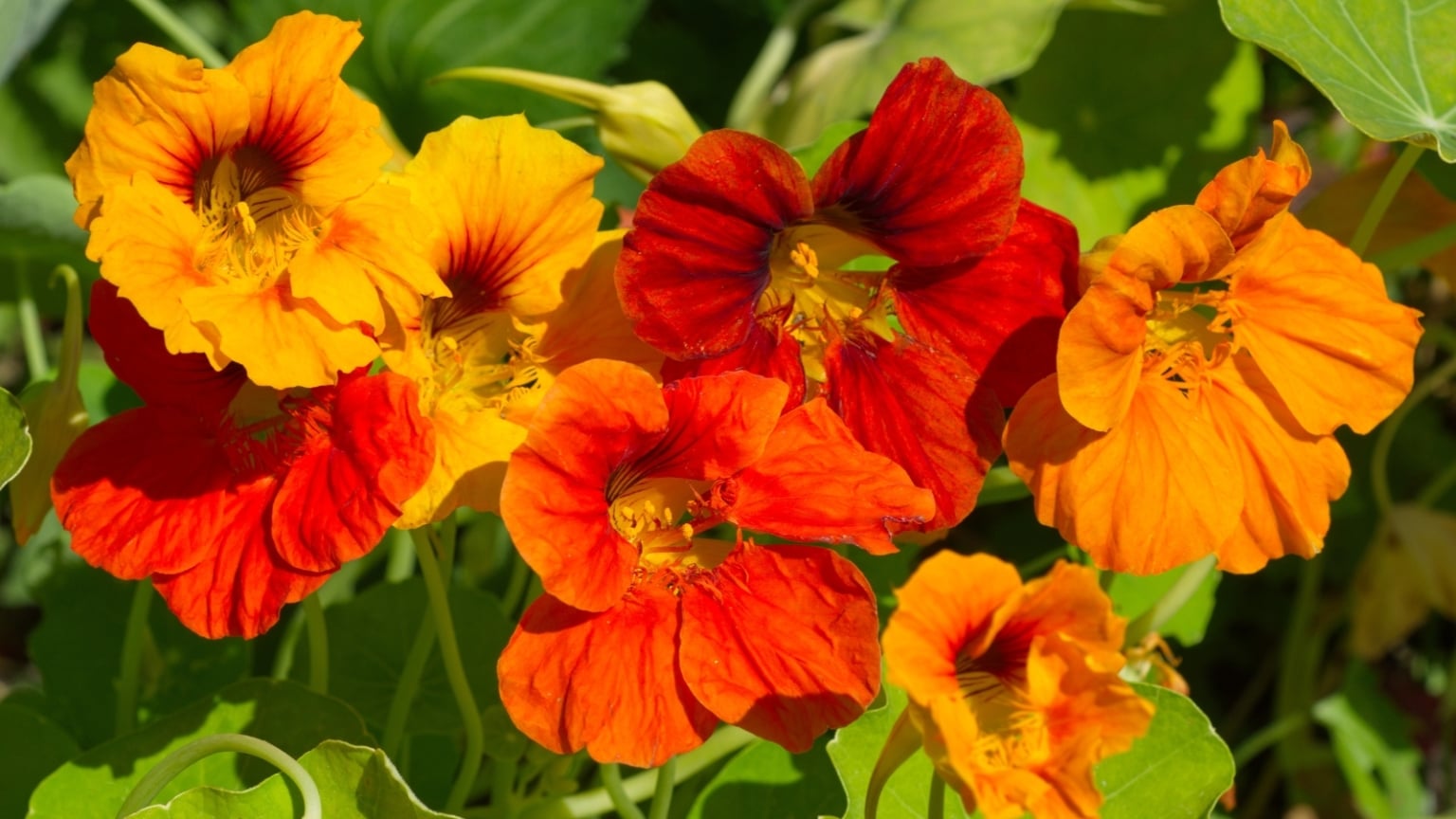 35 Easy-to-Grow Annual Flowers that Grow in the Shade