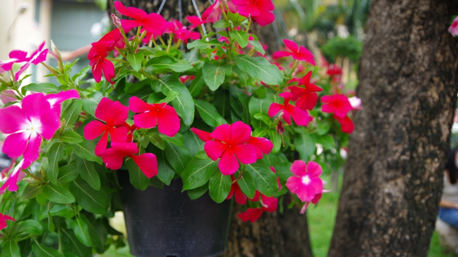 13 Best Easy Beginner Flowers for Hanging Baskets