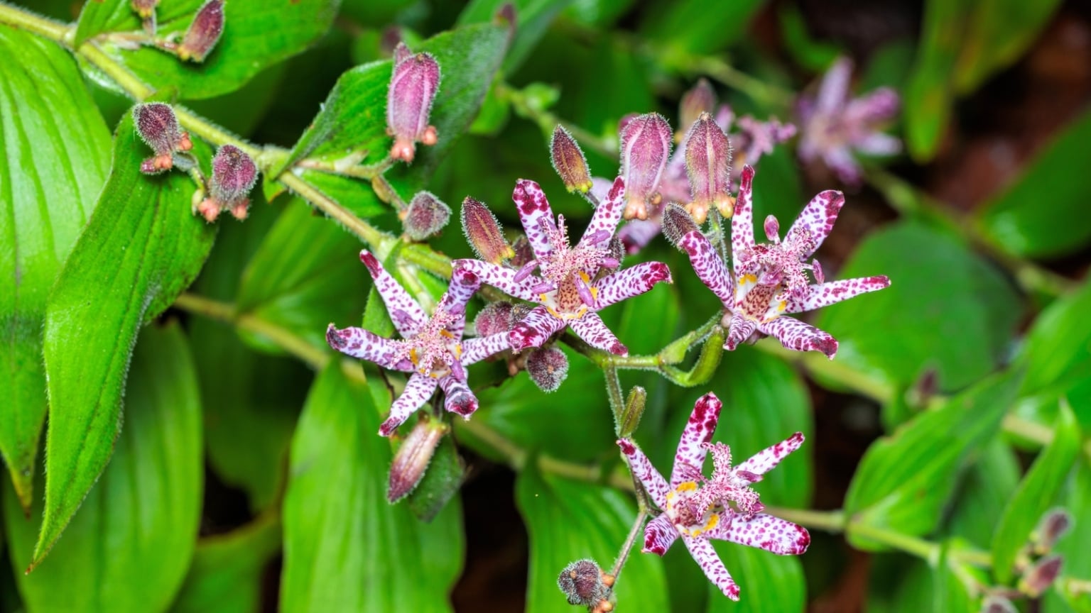 19 Shade Perennials For Zone 7 Shade Gardens