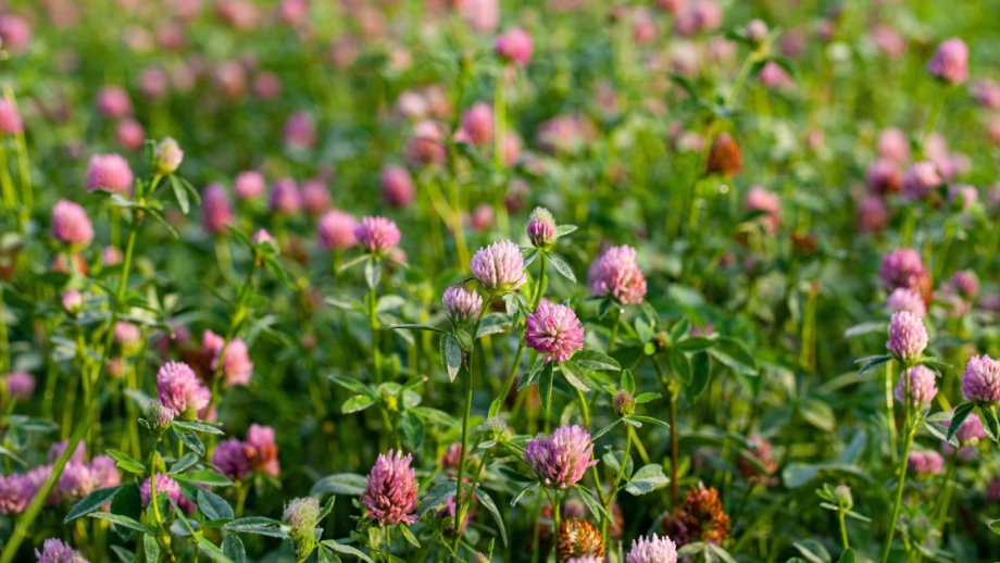 13 Common Spring Weeds to Pull Before They Establish