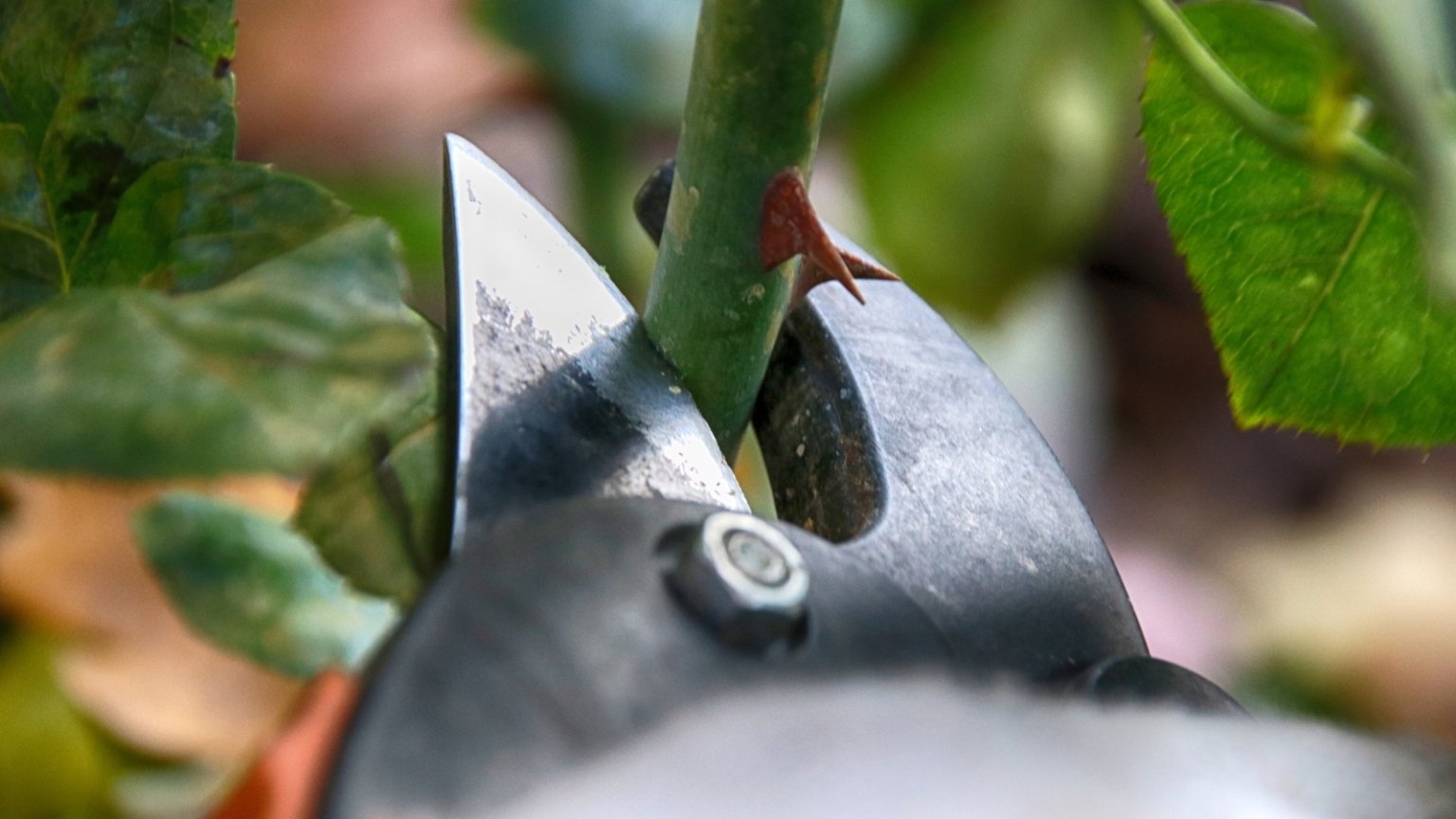 How to Prune Knockout Roses in 7 Easy Steps