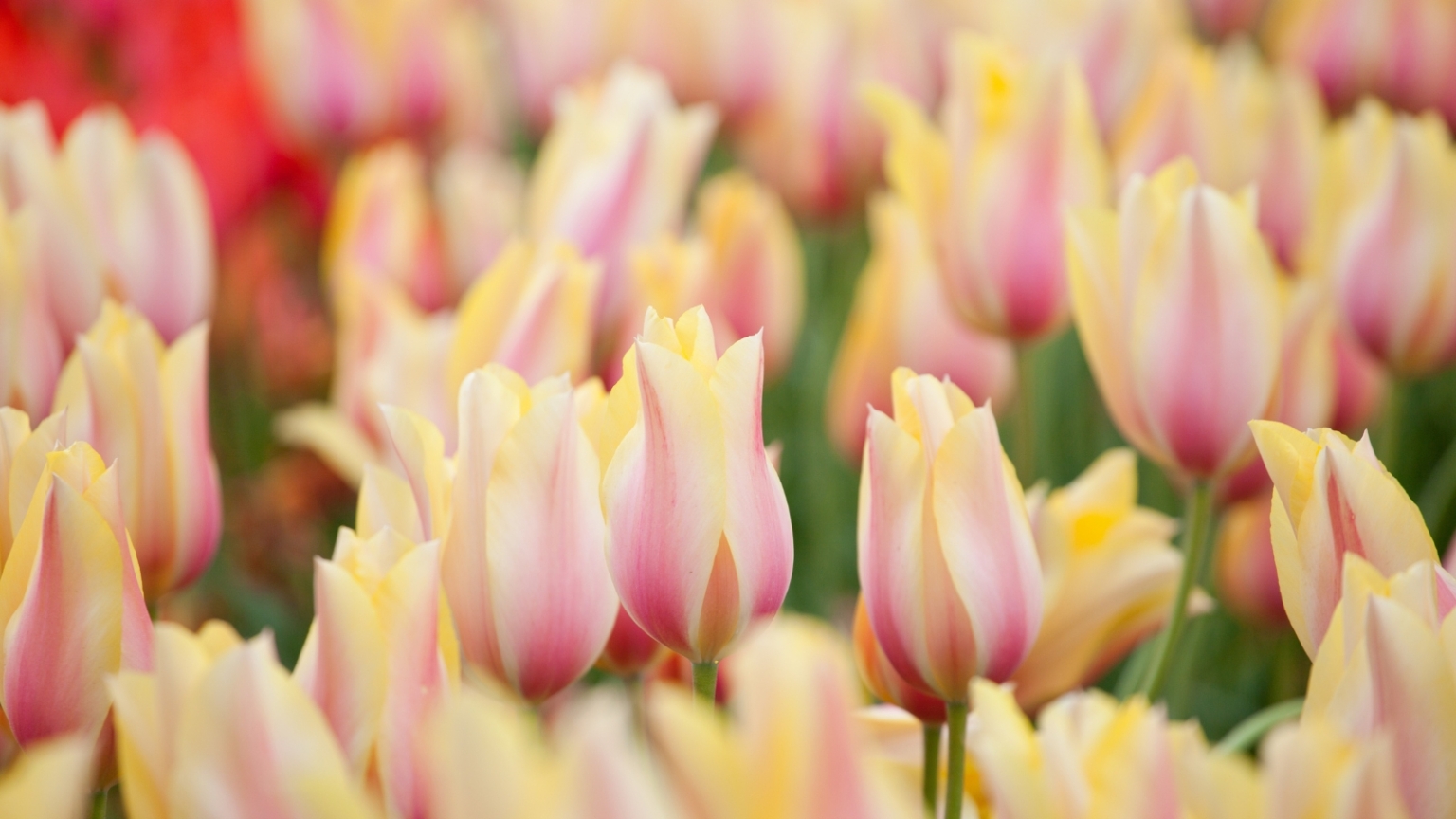 How and When to Cut Tulips for Long-Lasting Bouquets