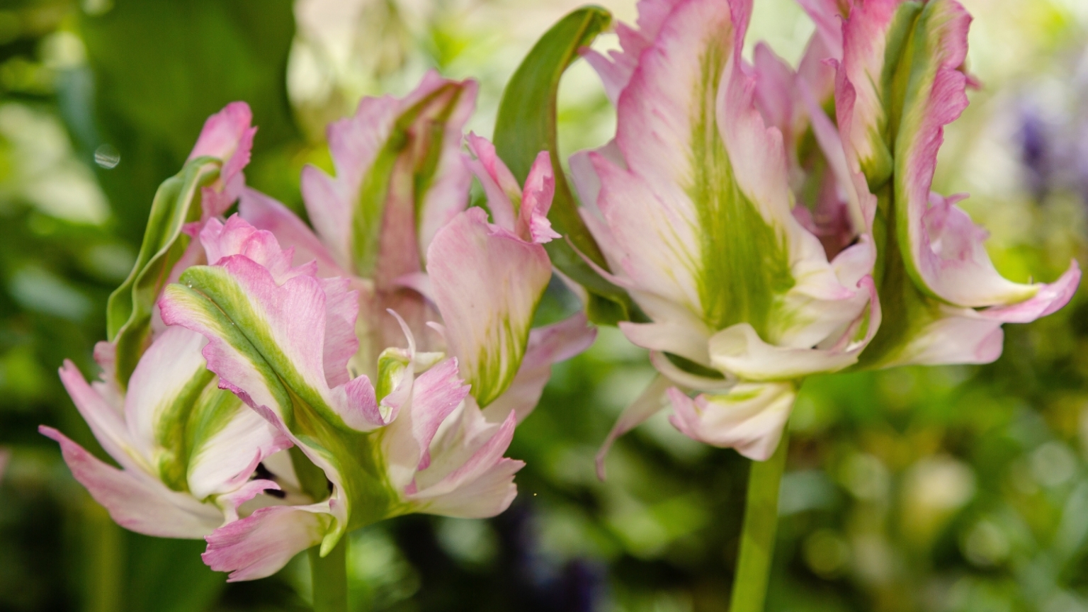 How and When to Cut Tulips for Long-Lasting Bouquets
