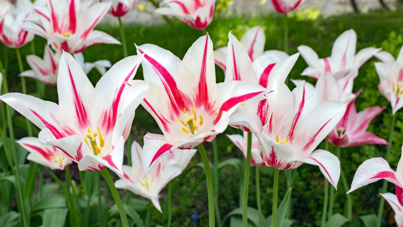 How and When to Cut Tulips for Long-Lasting Bouquets