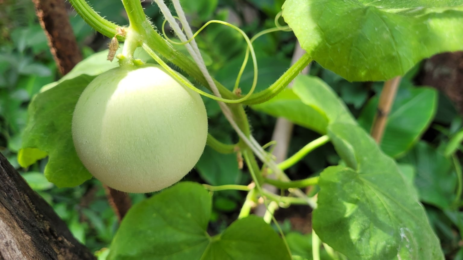 How to Plant, Grow, and Care for Honeydew Melons
