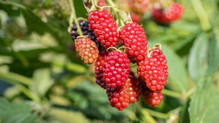 How to Plant, Grow, and Care for Tayberries