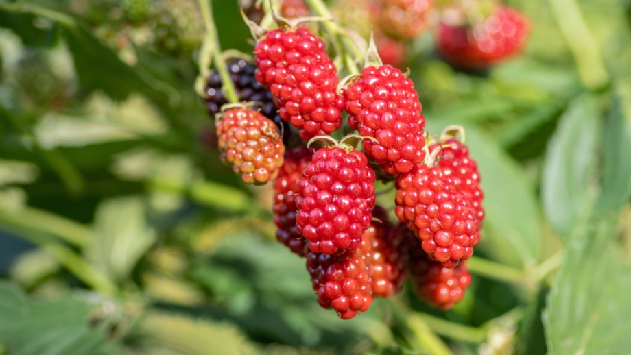 How to Plant, Grow, and Care for Tayberries