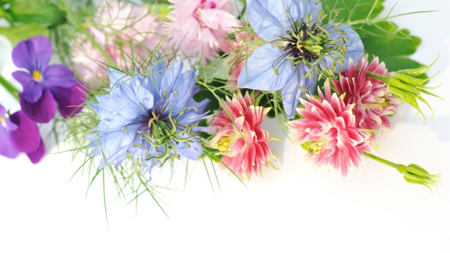 How to Plant, Grow, and Care for Love-in-a-Mist (Nigella) flowers