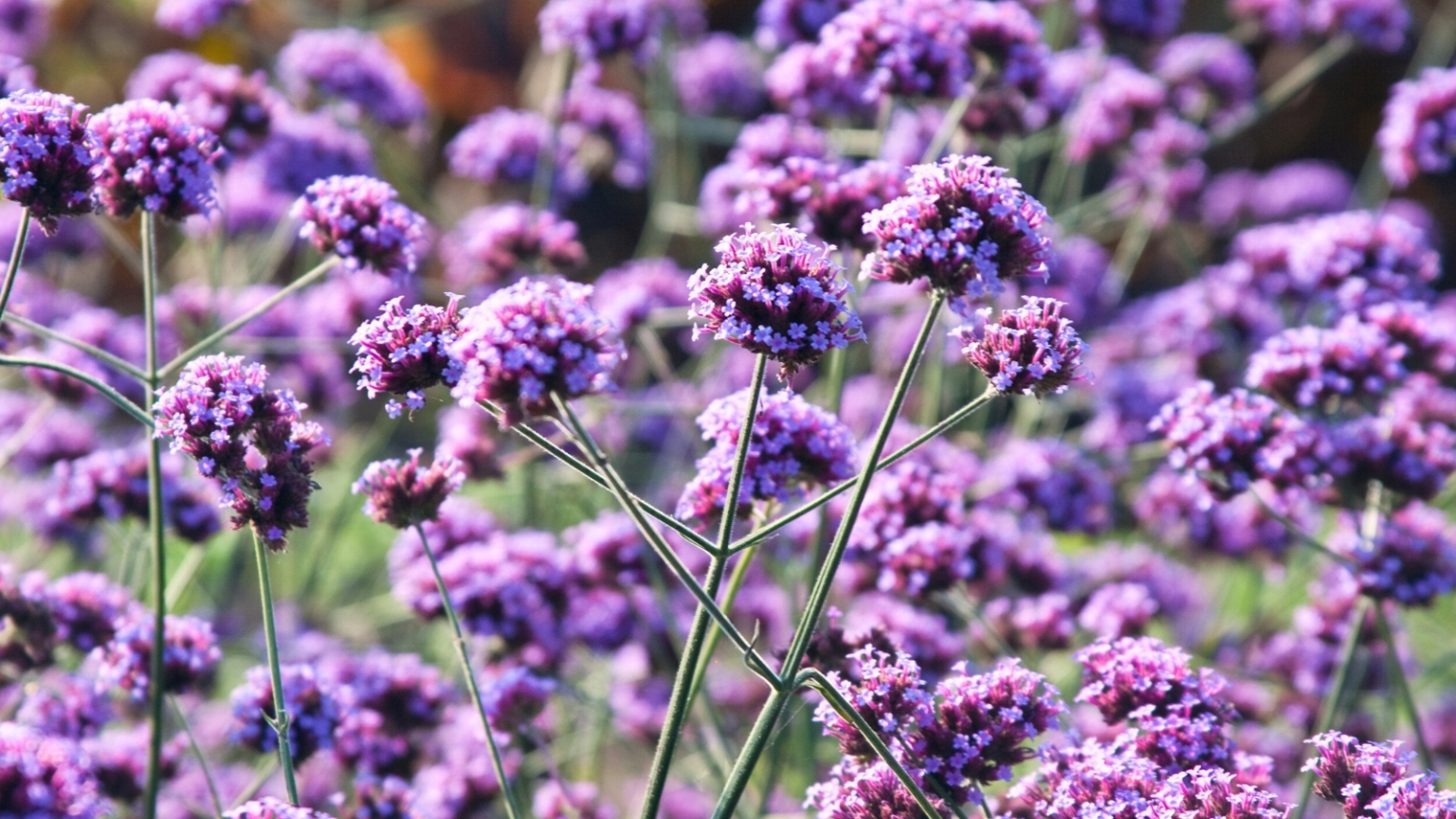 13 Longest-Lasting Annual Flowers to Plant in April