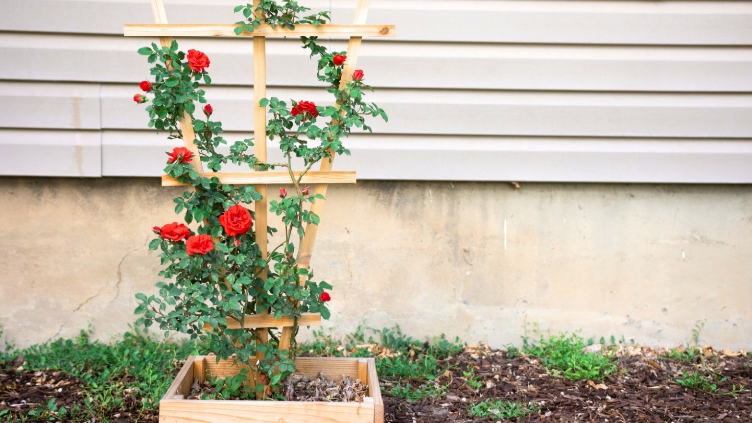 7 Tips for Growing Climbing Roses in Pots and Containers