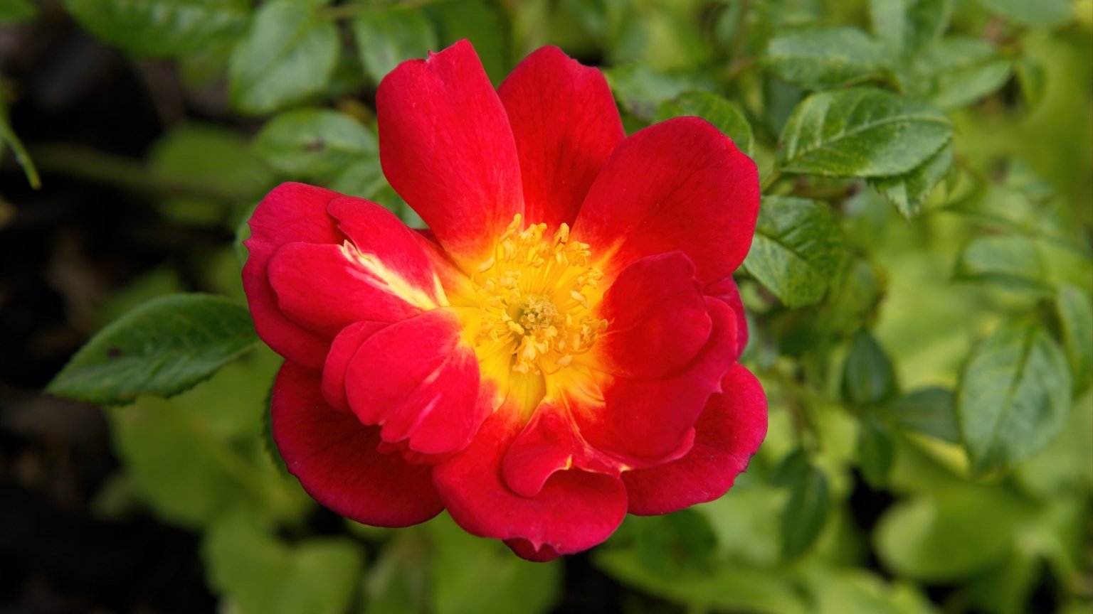 7 Tips for Growing Climbing Roses in Pots and Containers
