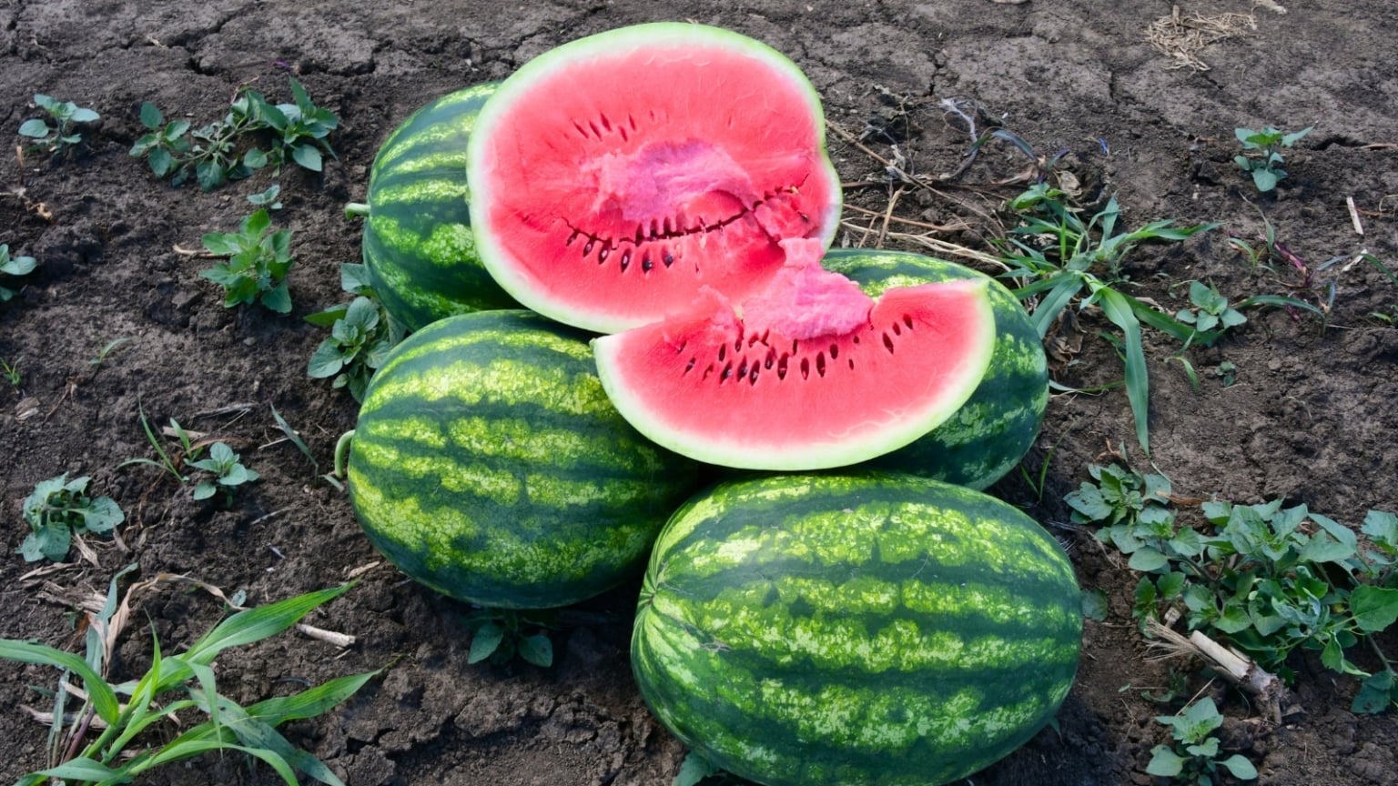 How to Plant, Grow, and Care for 'Crimson Sweet' Watermelons