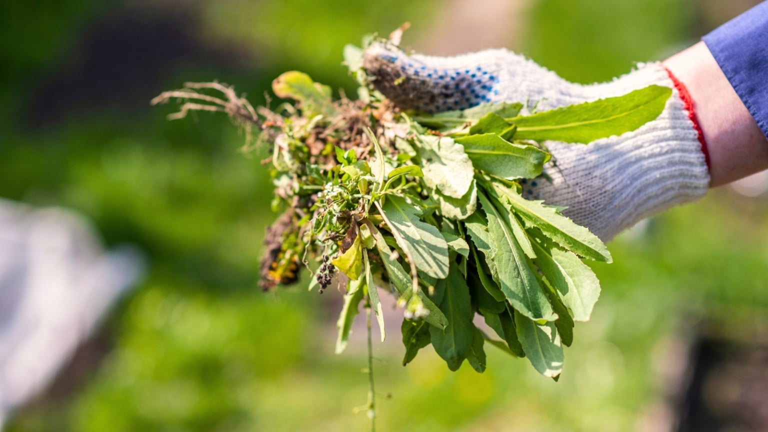 When to Mulch the Garden and When Not To