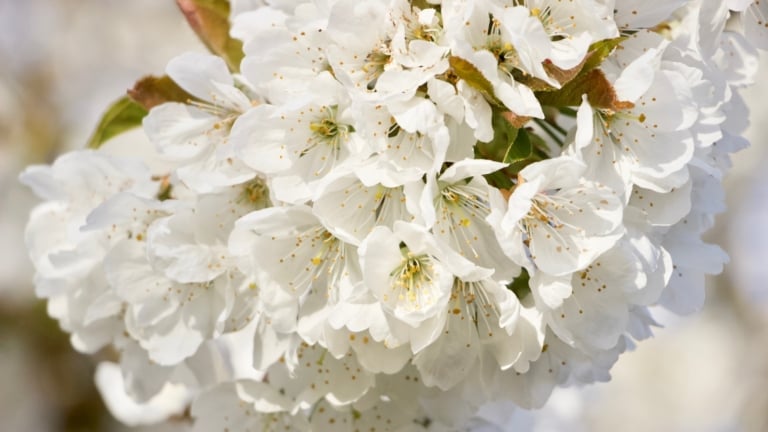 How to Plant, Grow, and Care for 'Rainier' Cherry Trees