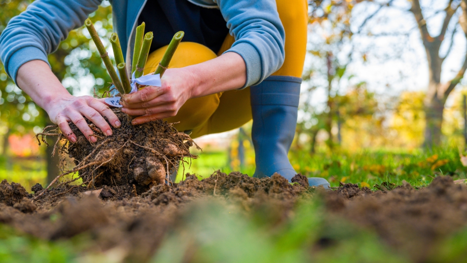Should You Pre-Sprout Dahlia Bulbs?
