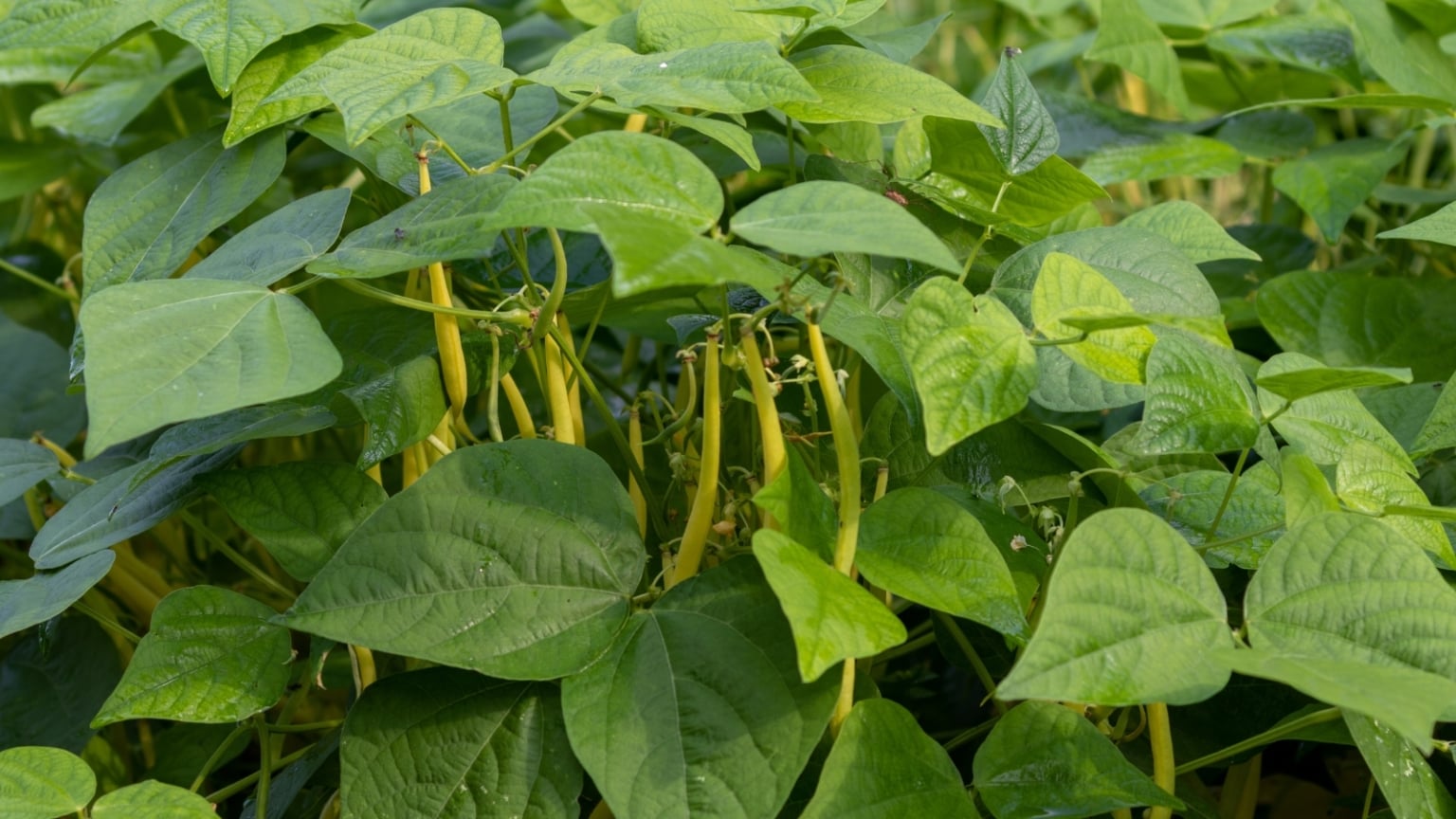 How to Plant, Grow, and Care for Green Beans