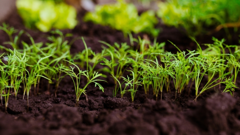 How to Grow Dill from Seed: 7 Growing Tips