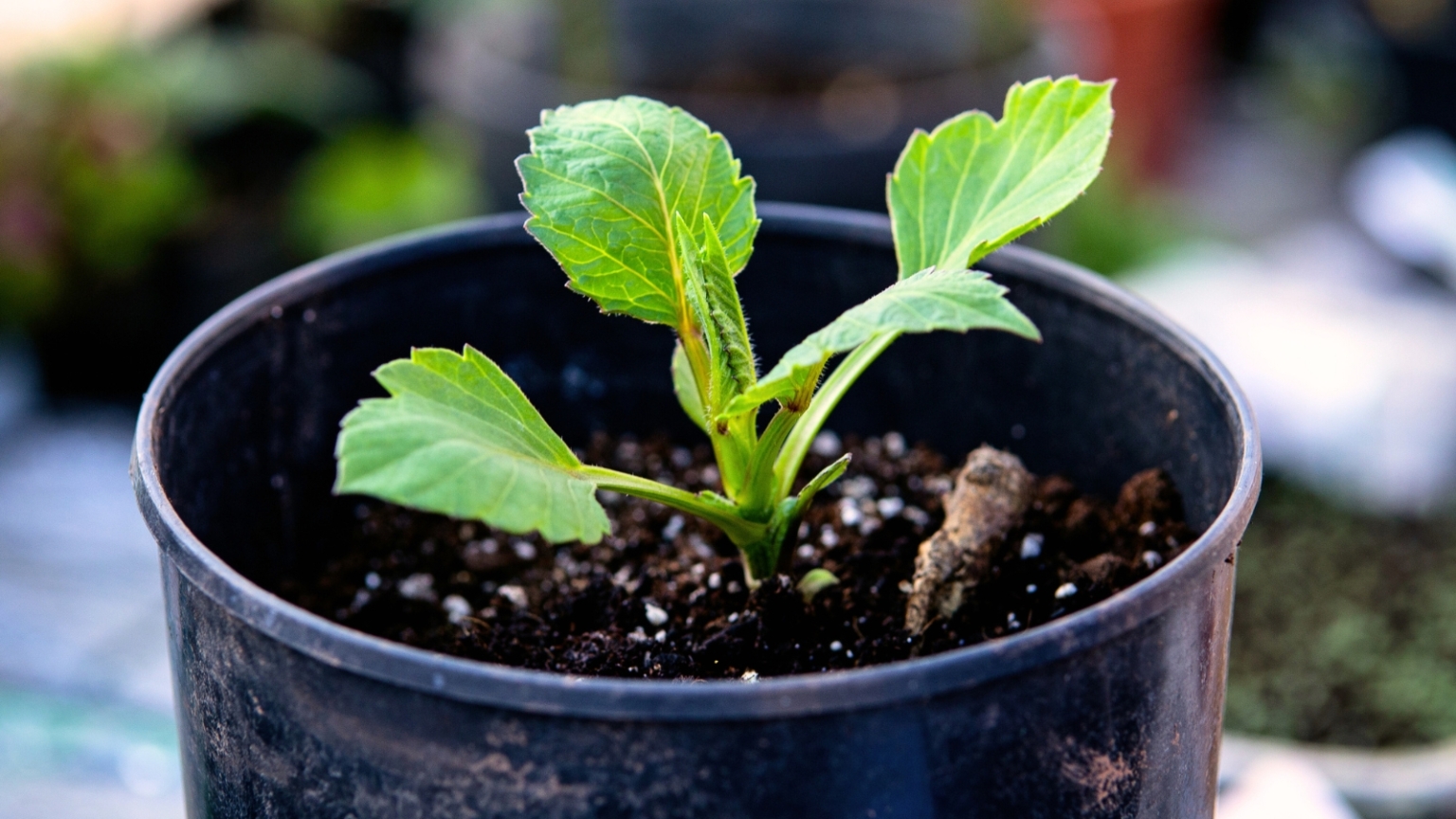Should You Pre-Sprout Dahlia Bulbs?