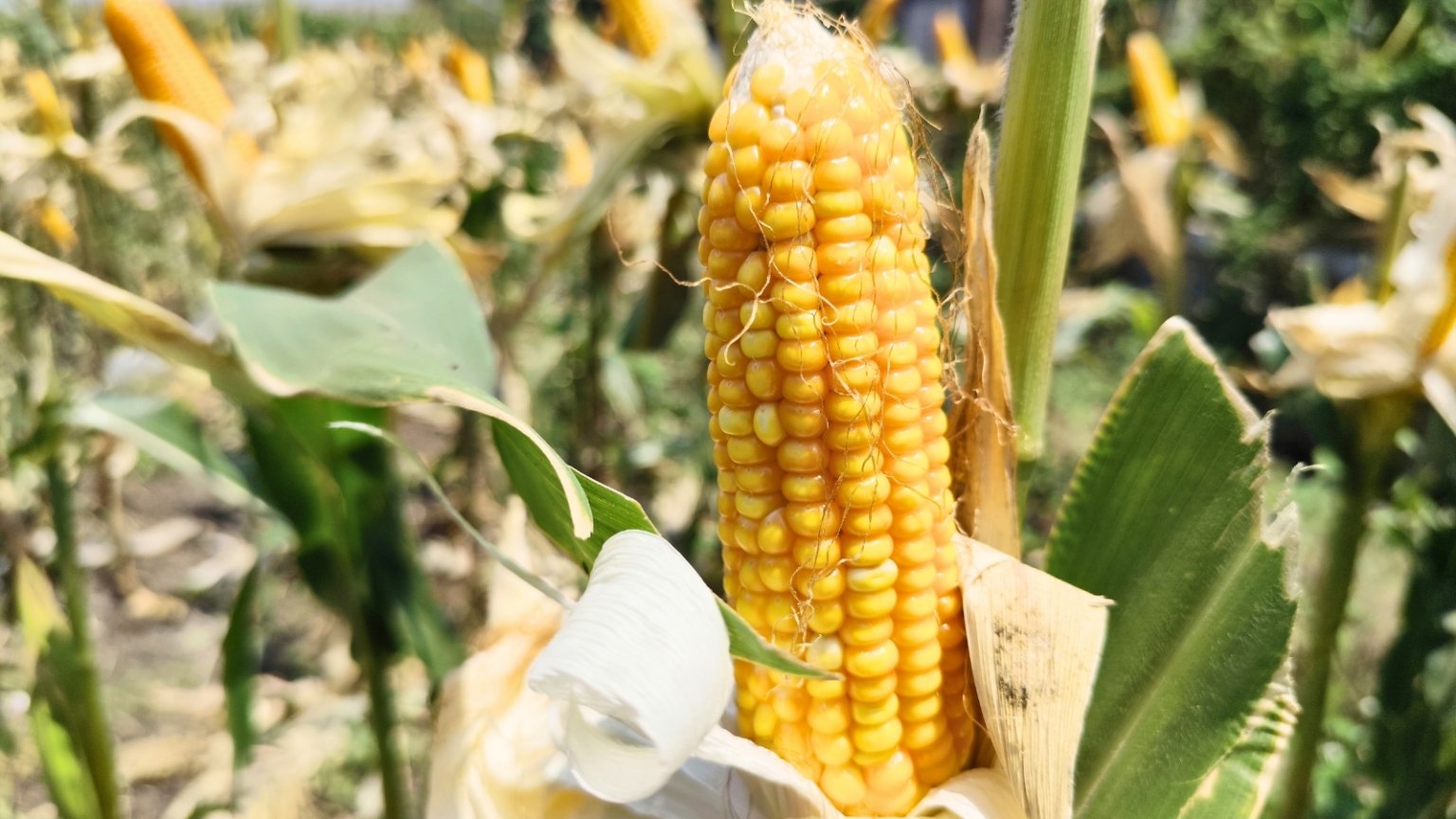 13 Crops You Should Succession Plant This Year