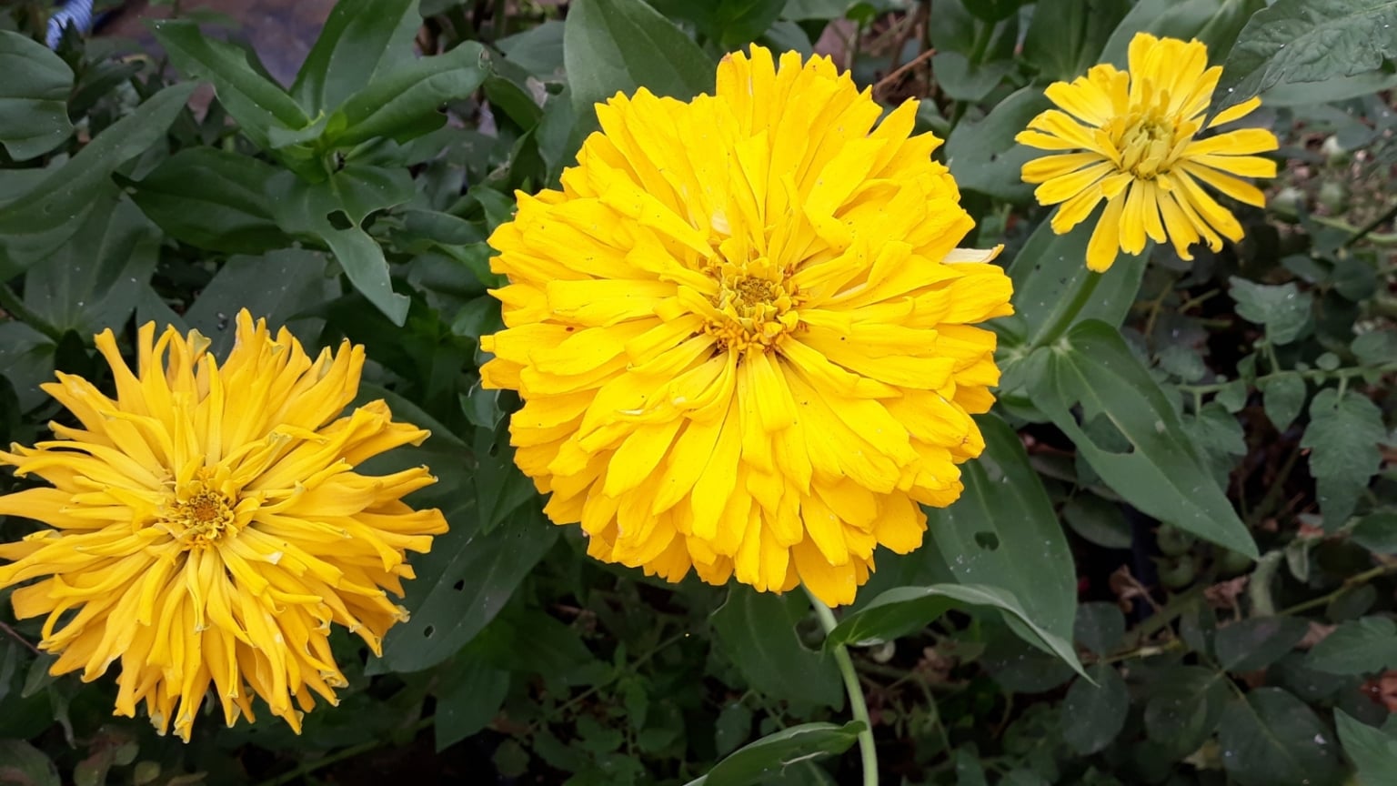 13 Longest-Lasting Annual Flowers to Plant in April