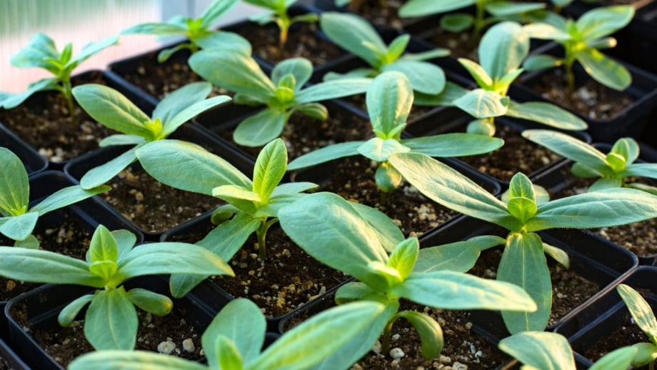 When to Sow Zinnias Outdoors: A Zone-by-Zone Guide
