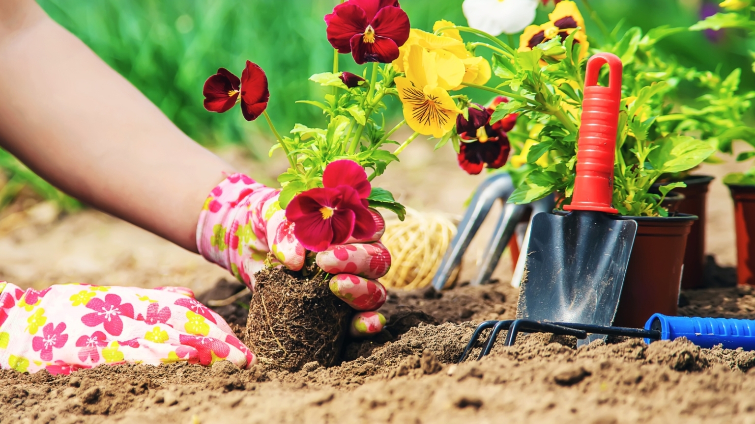 Our Top Annual Flower Planting Tips for Thriving Blooms