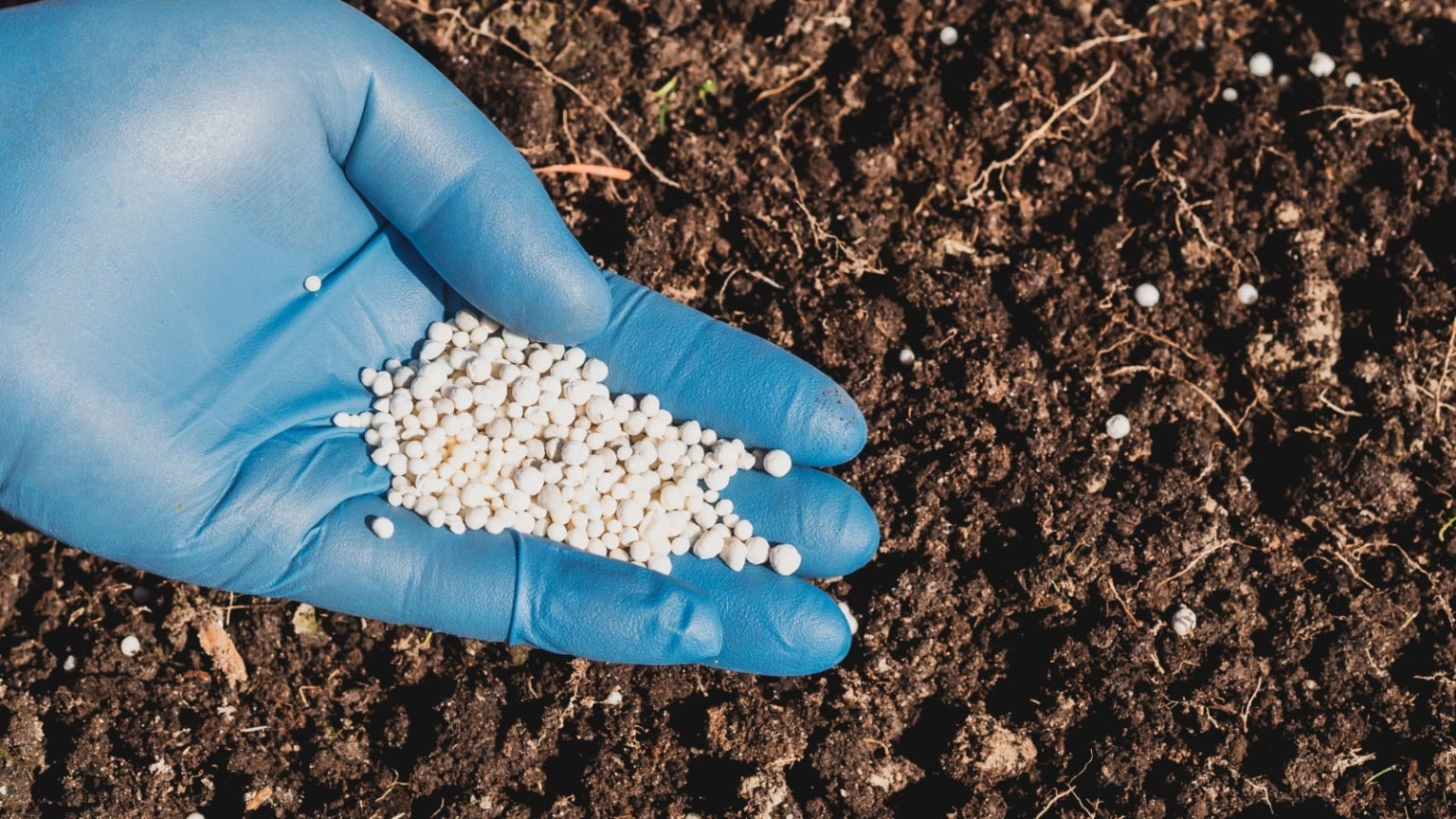 How to Plant, Grow, and Care for Mizuna