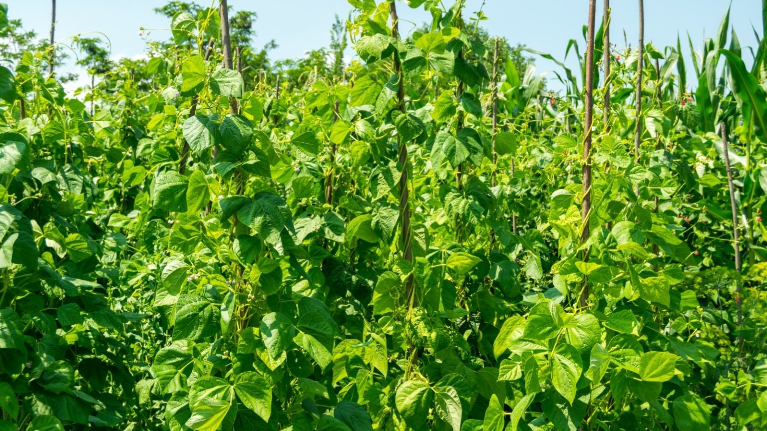 Bush vs. Pole Beans: Differences and Growing Tips