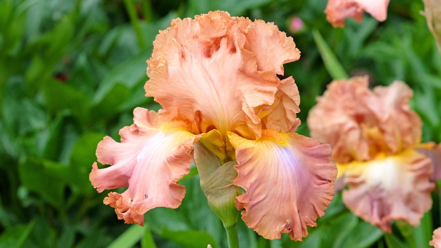 15 Showy Bearded Iris Varieties for Your Garden