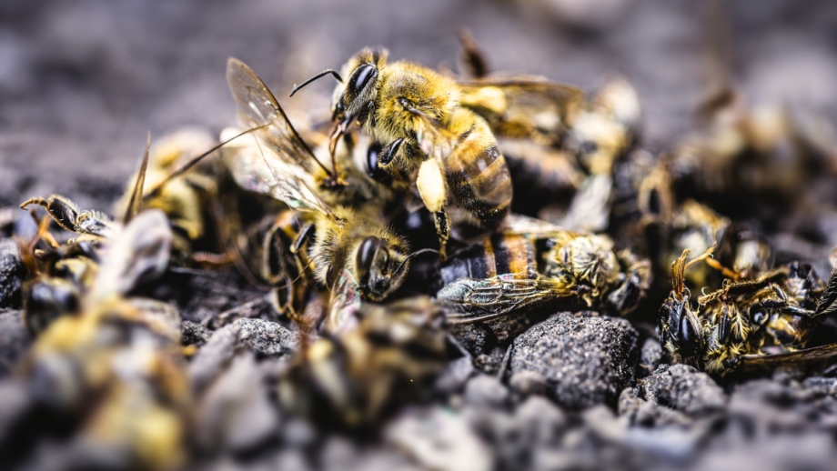 7 Ways Pesticides Can Make Pest Problems Worse