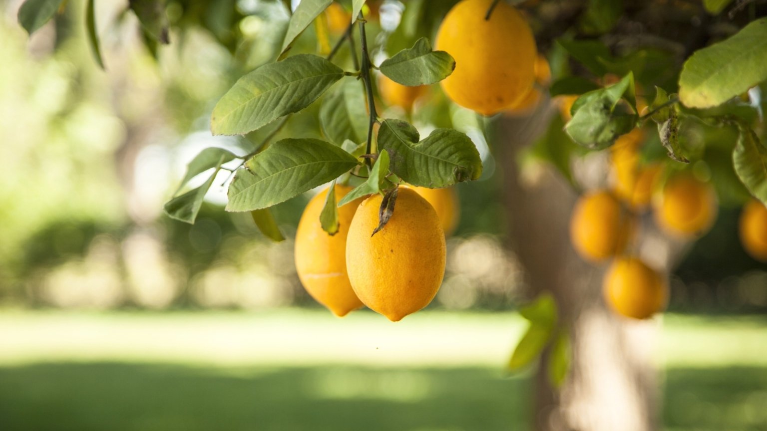 9 Best Fruit Trees to Grow for Beginners