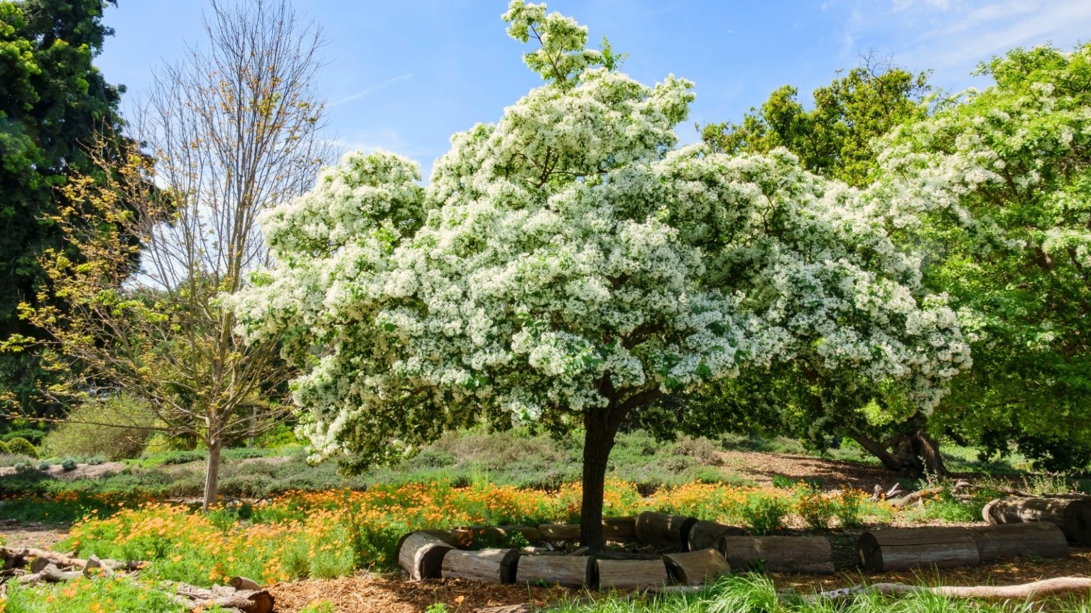 15 Best Trees for Small Yards
