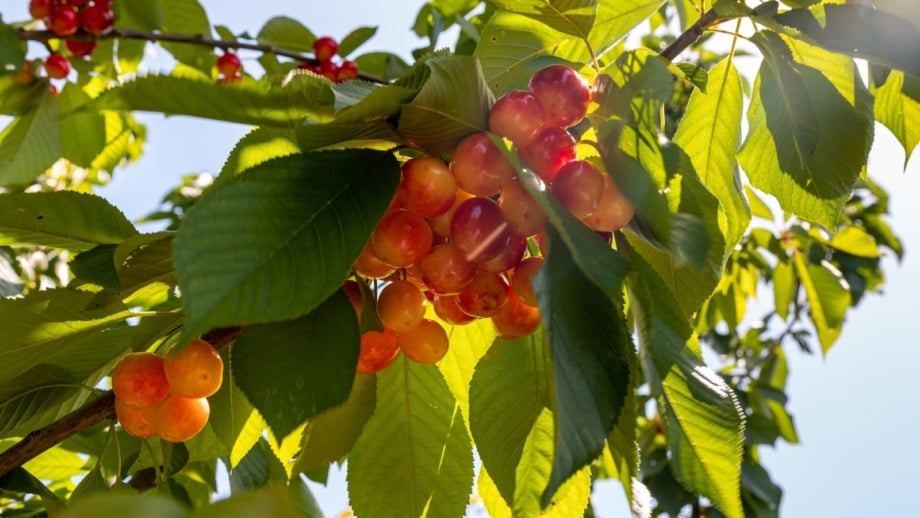 How to Plant, Grow, and Care for 'Rainier' Cherry Trees